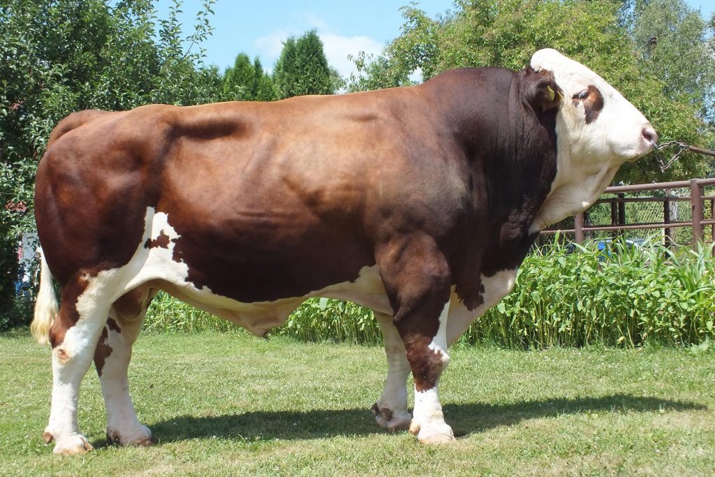 Bikovi - Semex PK BB